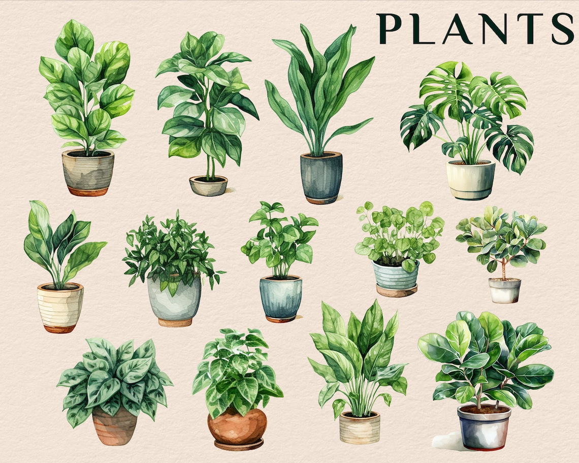 Indoor Plants Watercolor Clipart Watercolor Plants Clipart - Etsy