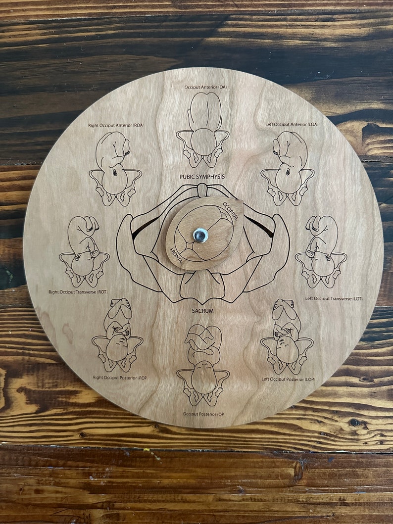 Fetal Compass Rose / Position Chart - Etsy Hong Kong