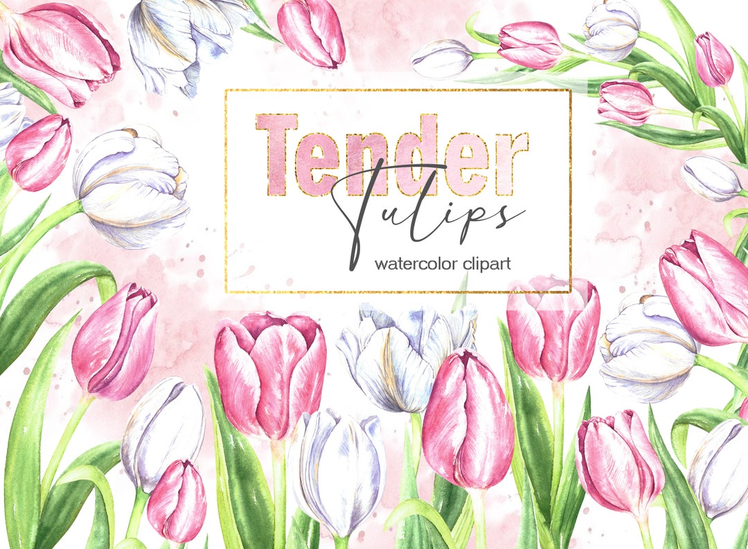 Tender Tulips, Spring Flowers Watercolor Clipart - Etsy
