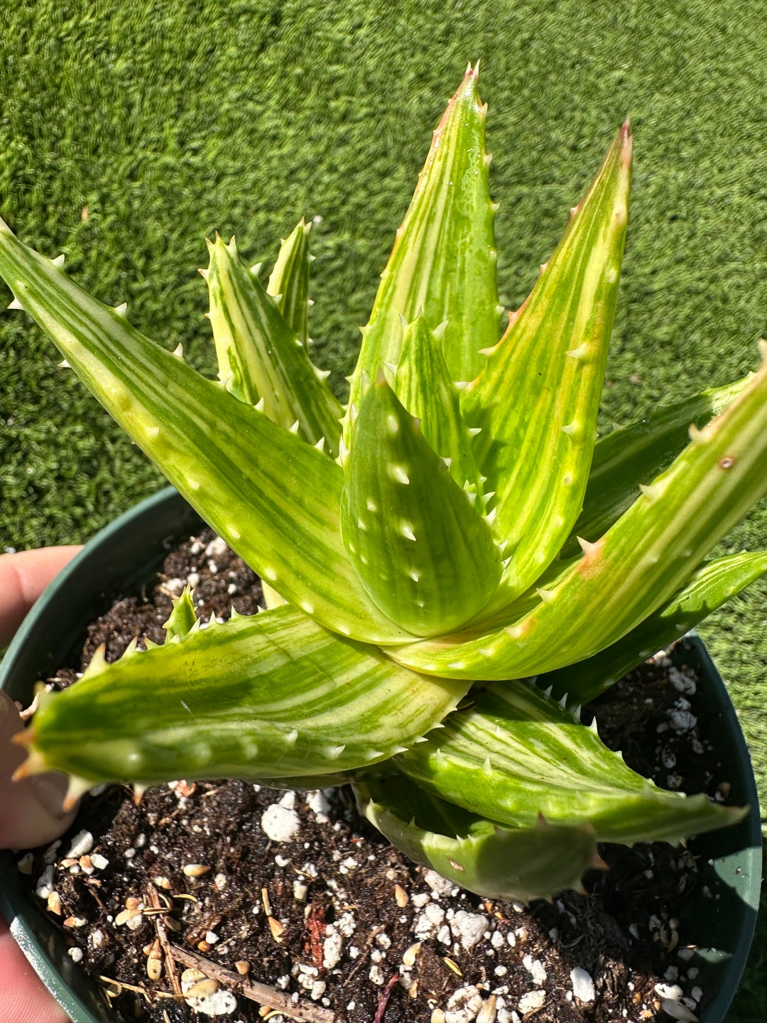 Variegated Aloe Nobilis - Etsy