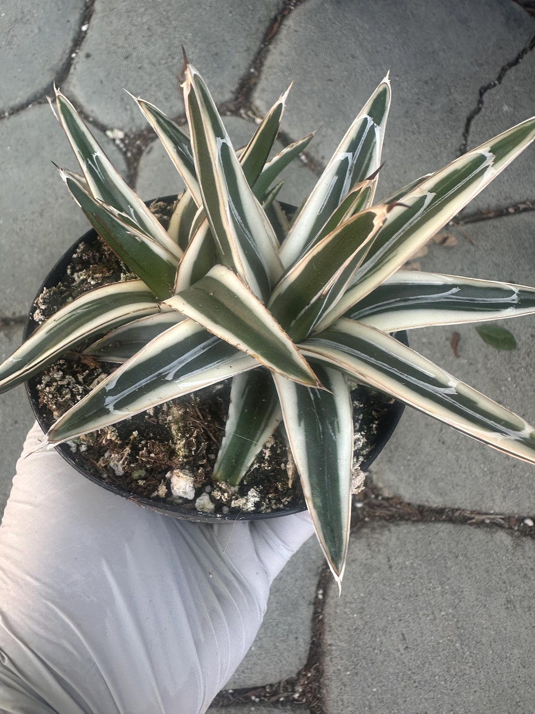 2-head Rare Agave White Rhino - Etsy