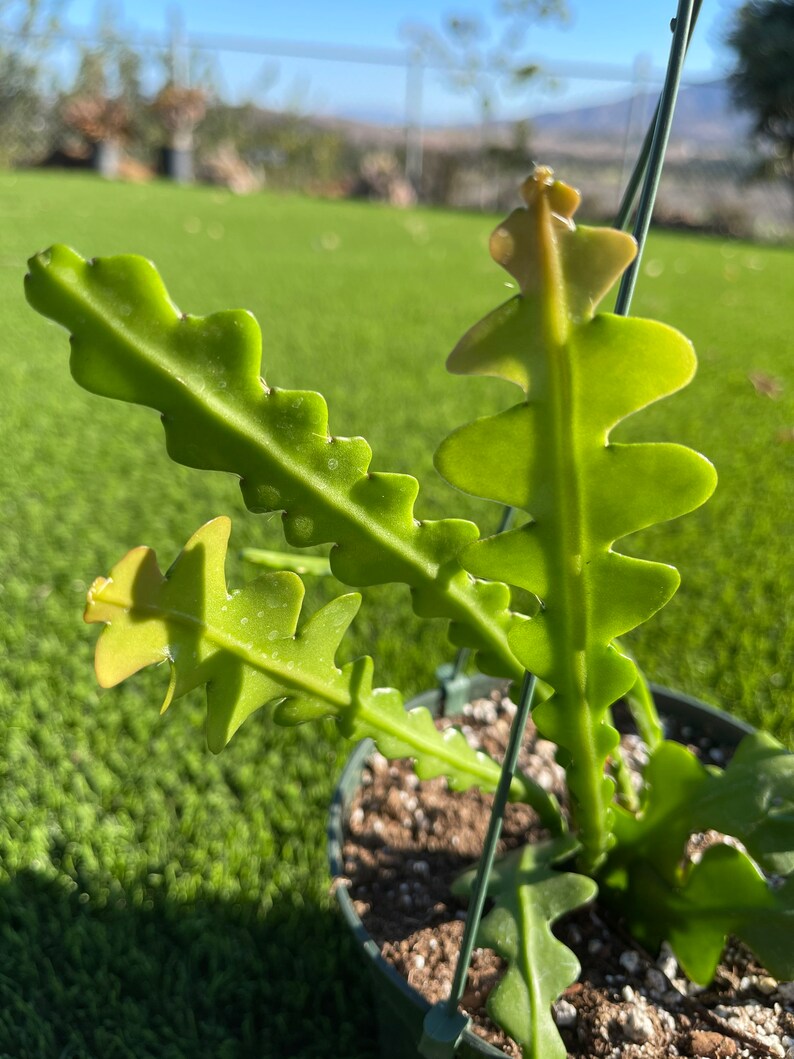 Ric Rac Cactus Shown in 6 Pot | Etsy
