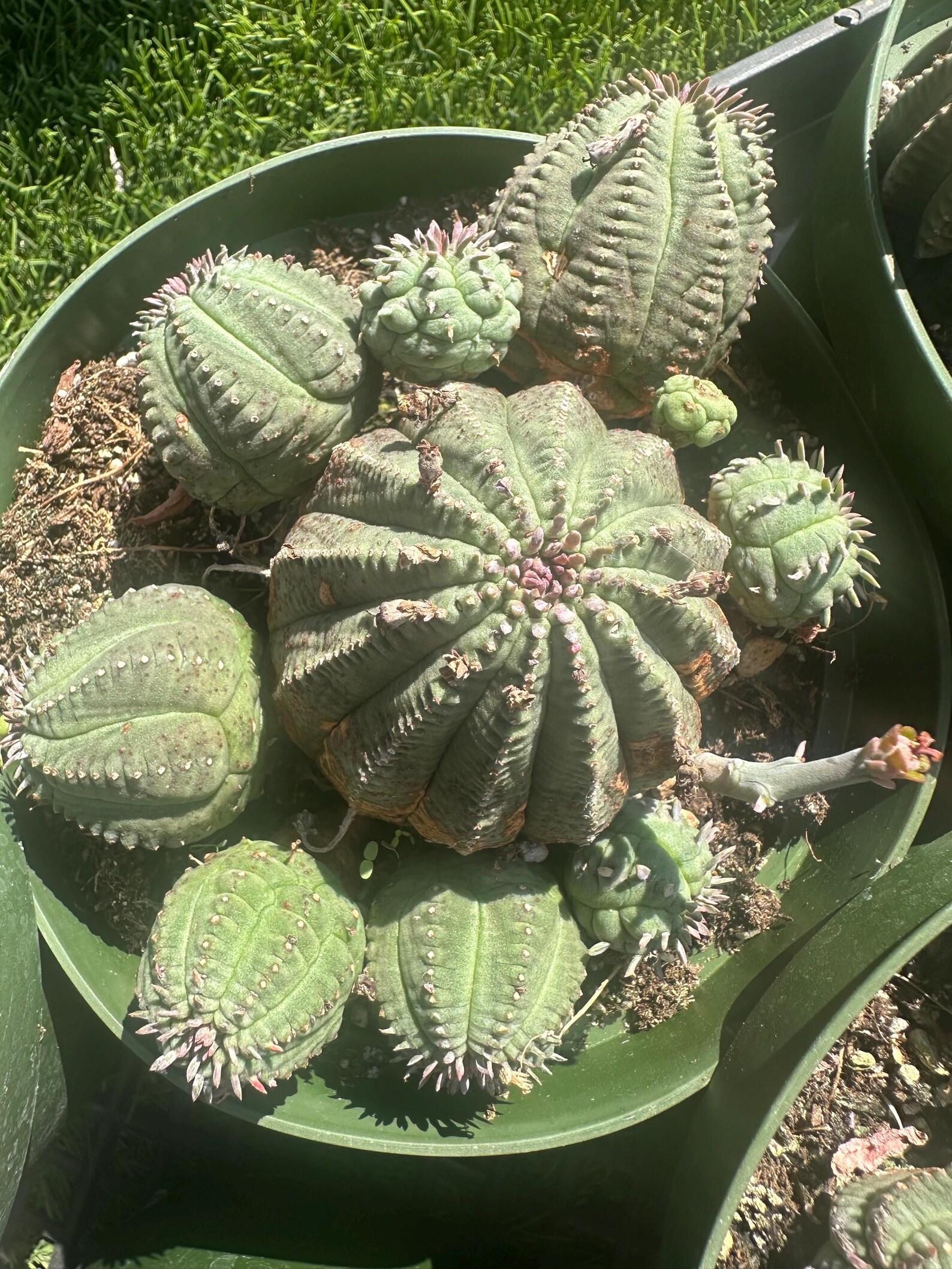 Obesa Hybrid Cluster - Etsy