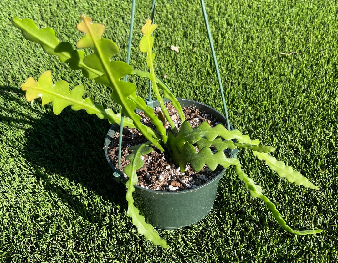 Ric Rac Cactus Shown in 6” Pot - Etsy