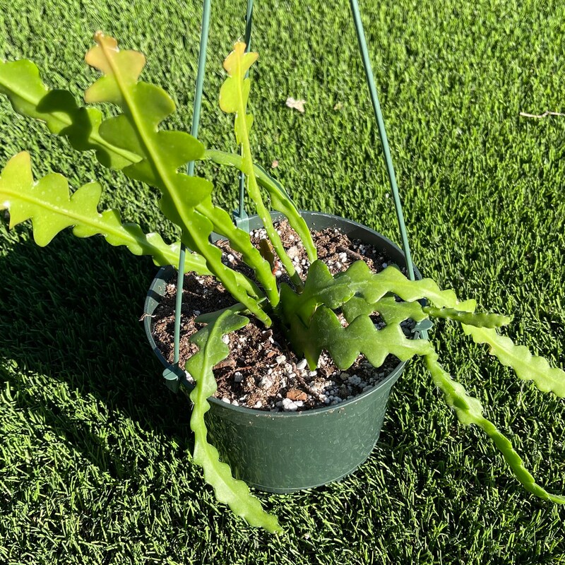 Ric Rac Cactus - Etsy