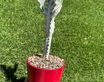 White Ghost Cactus 7-9 Tall Gray Ghost Euphorbia Lactea Live Cactus ...