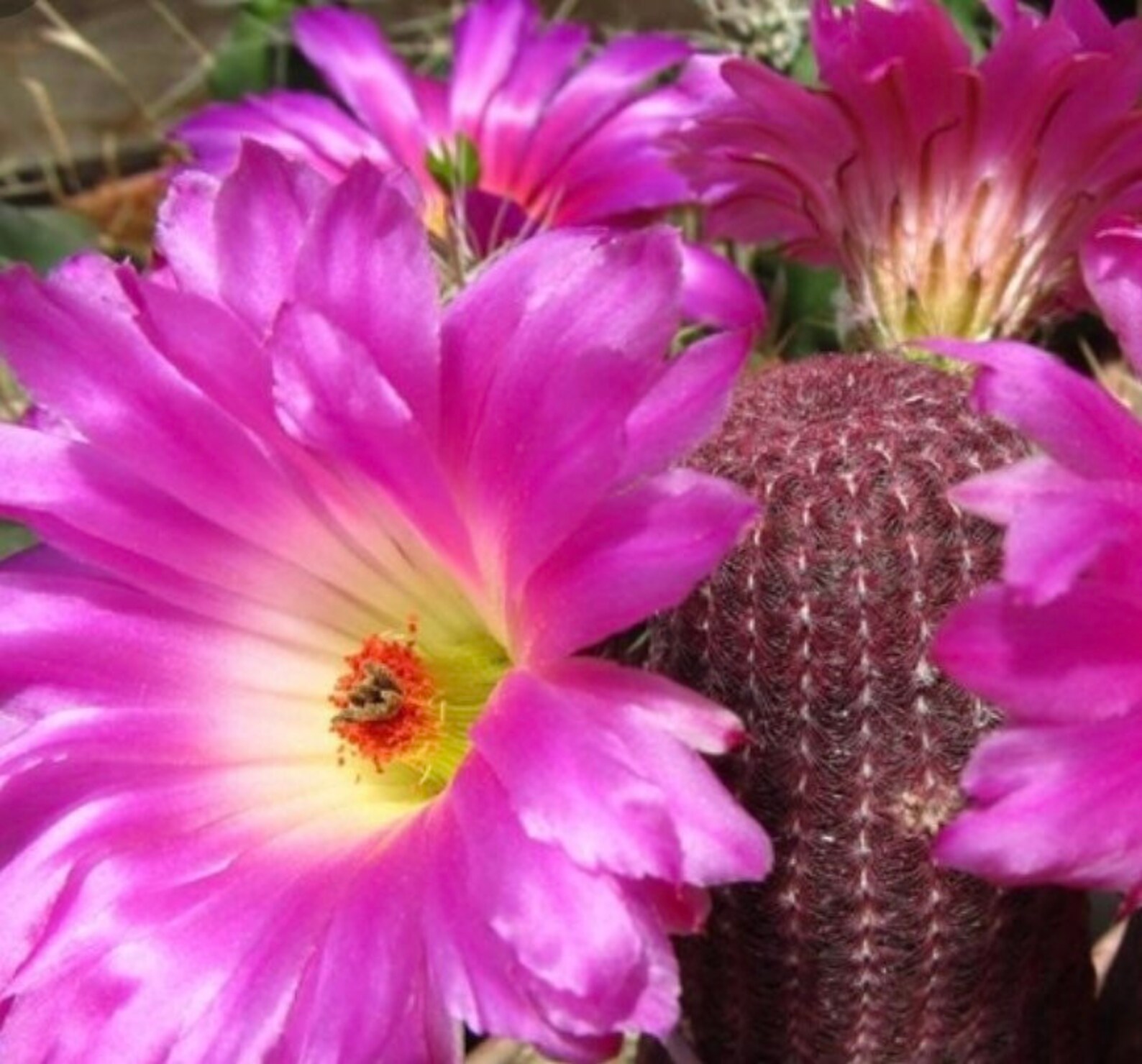 Echinocereus rigidissimus Rainbow Cactus | Etsy