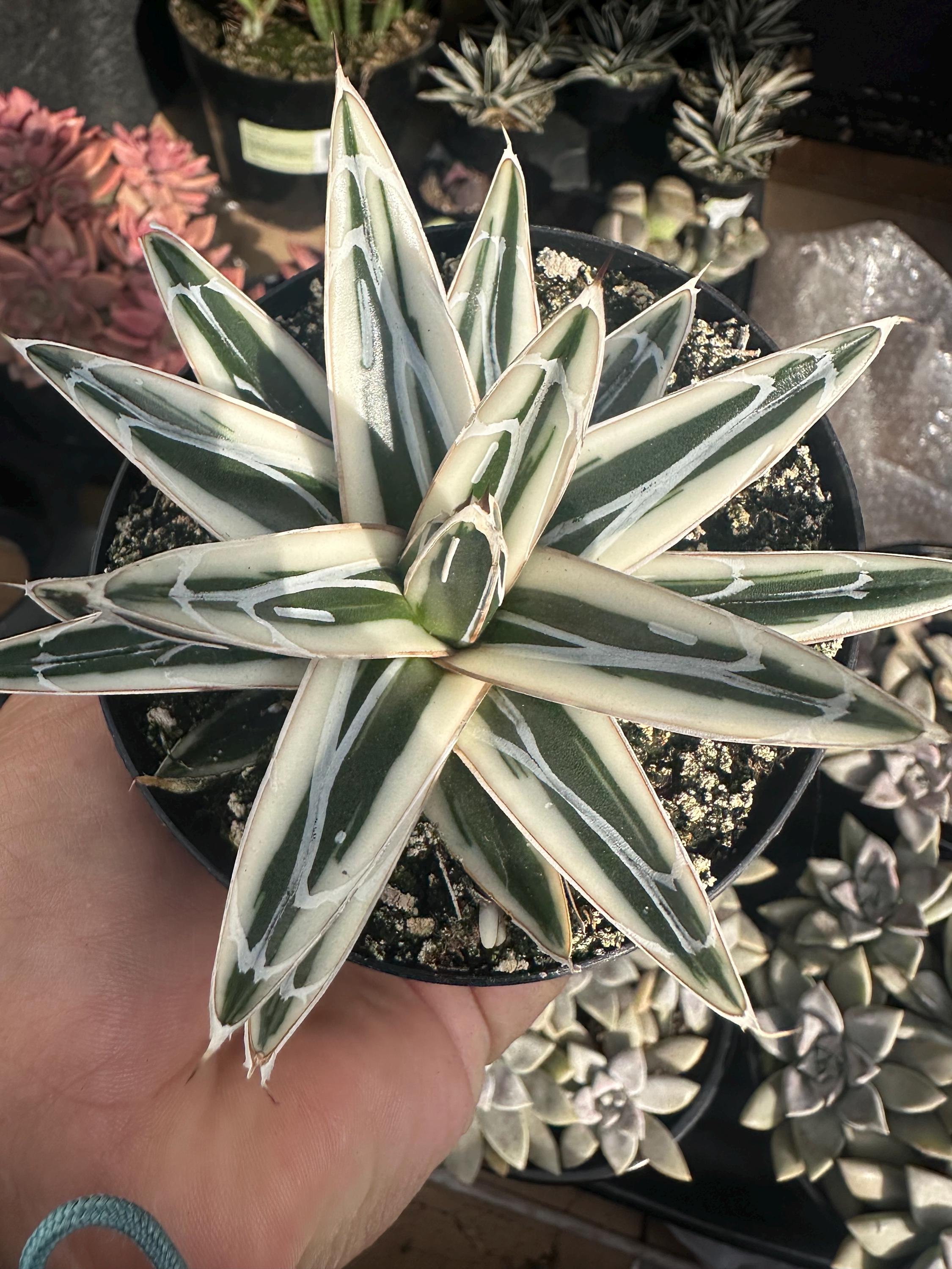 Rare Agave White Rhino - Etsy