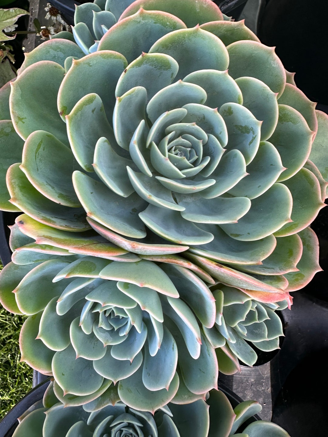 Echeveria Imbricata Blue Rose Clusters - Etsy