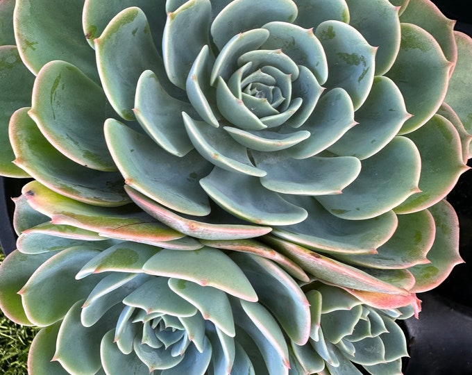 Echeveria Imbricata Blue Rose Clusters - Etsy