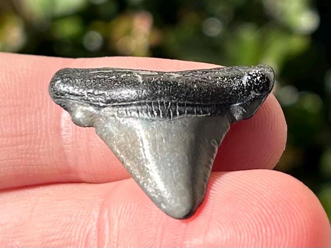 NICE Fossil Angustidens Sharks Tooth Megalodon Ancestor South Carolina ...