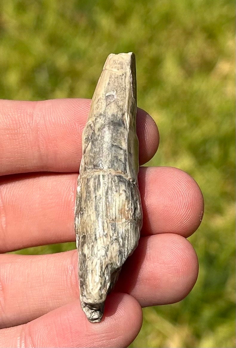 BIG Sarcosuchus Tooth 2.3 From Niger SUPER CROC Crocodile Dinosaur ...