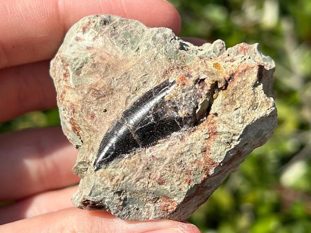 Dekkar Formation Abelisaur Dinosaur Tooth Fossil in Matrix Morocco RARE ...