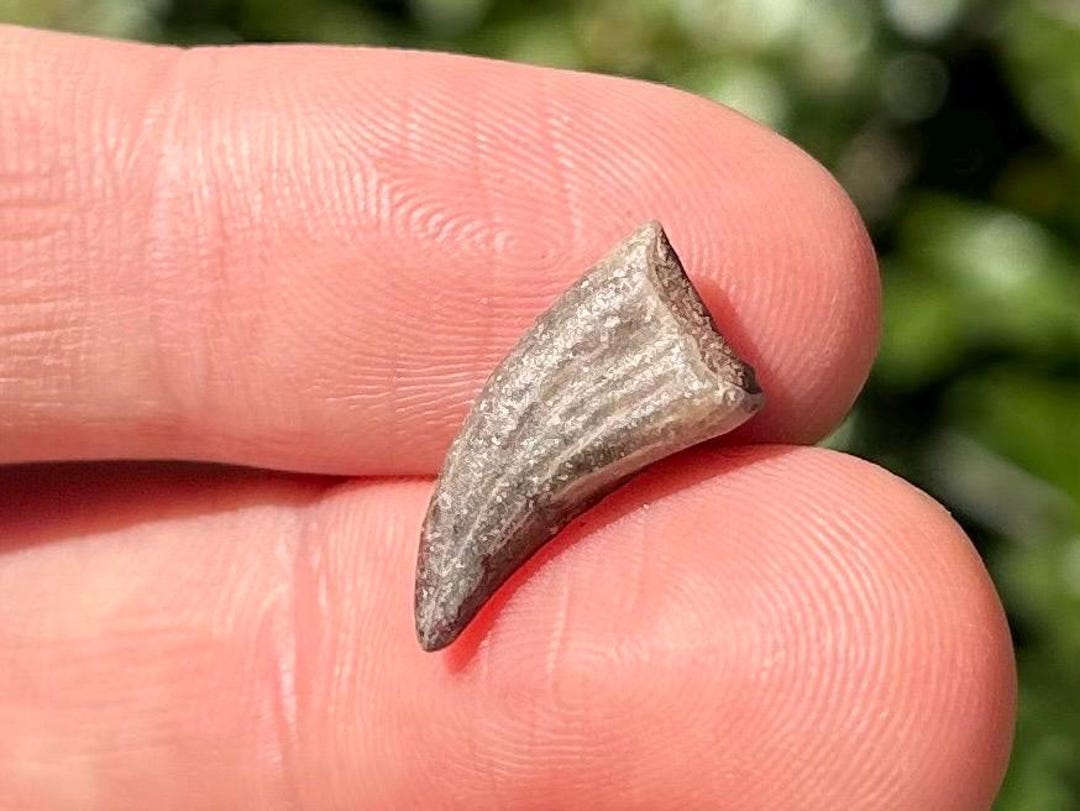 RARE Theropod Dinosaur Claw Fossil From Niger Dino Bones Kryptops ...