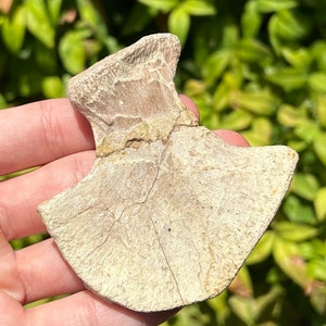 RARE Fossil Mosasaur Radius Alabama Dinosaur Bones Cretaceous Age - Etsy