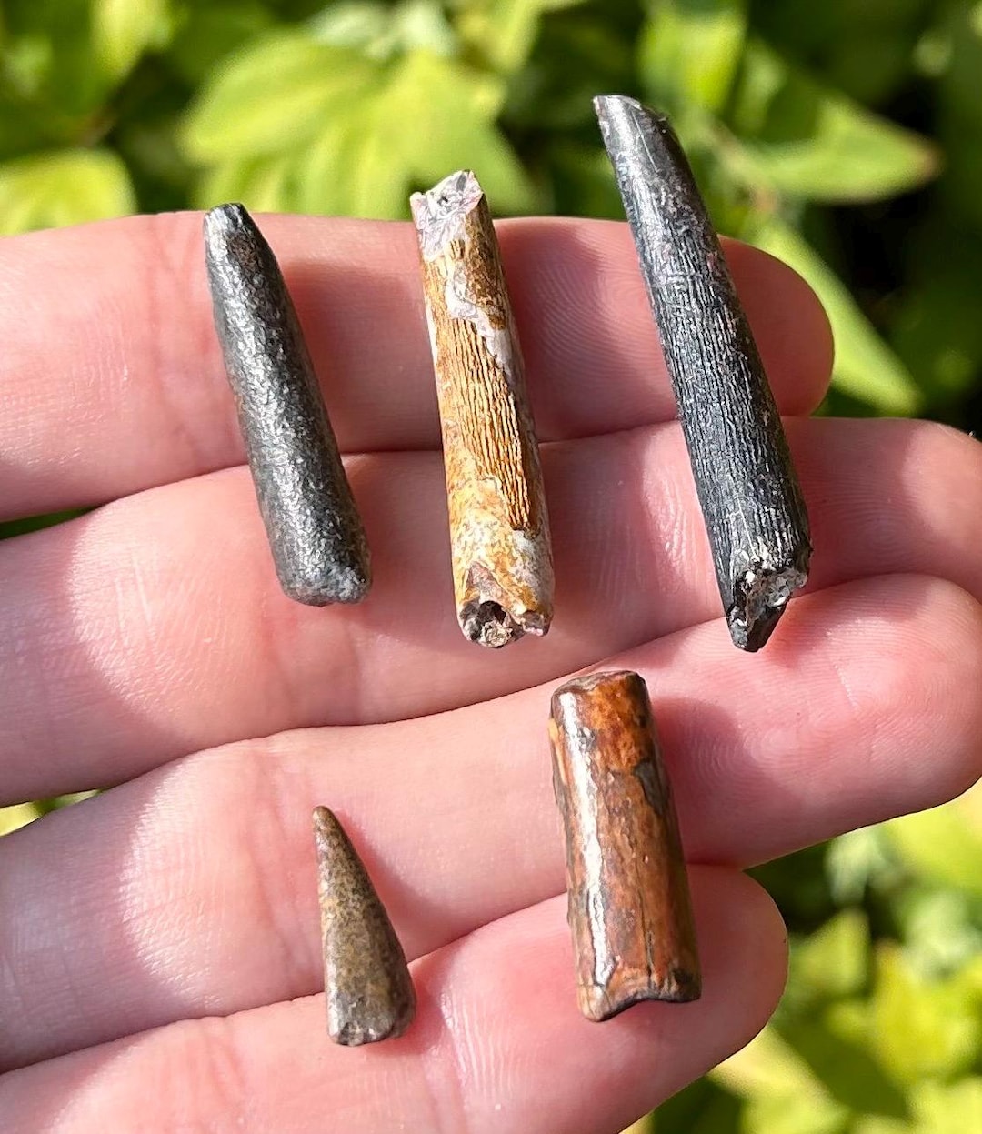 Pterosaur Teeth Fossils From Niger LOT OF 5 Flying Dinosaur Tooth ...