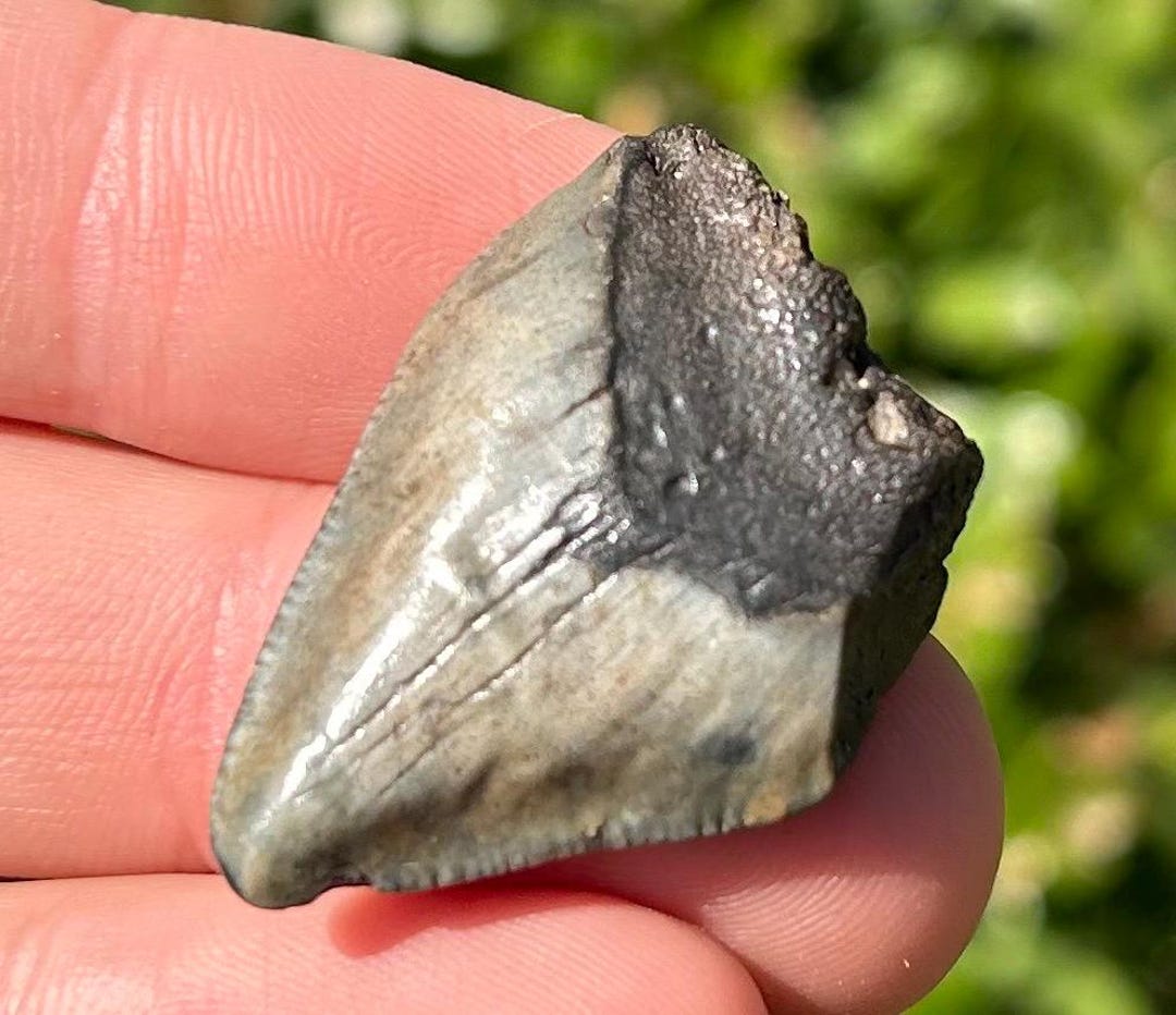 Deformed Fossil Megalodon Sharks Tooth Miocene Age South Carolina Shark ...