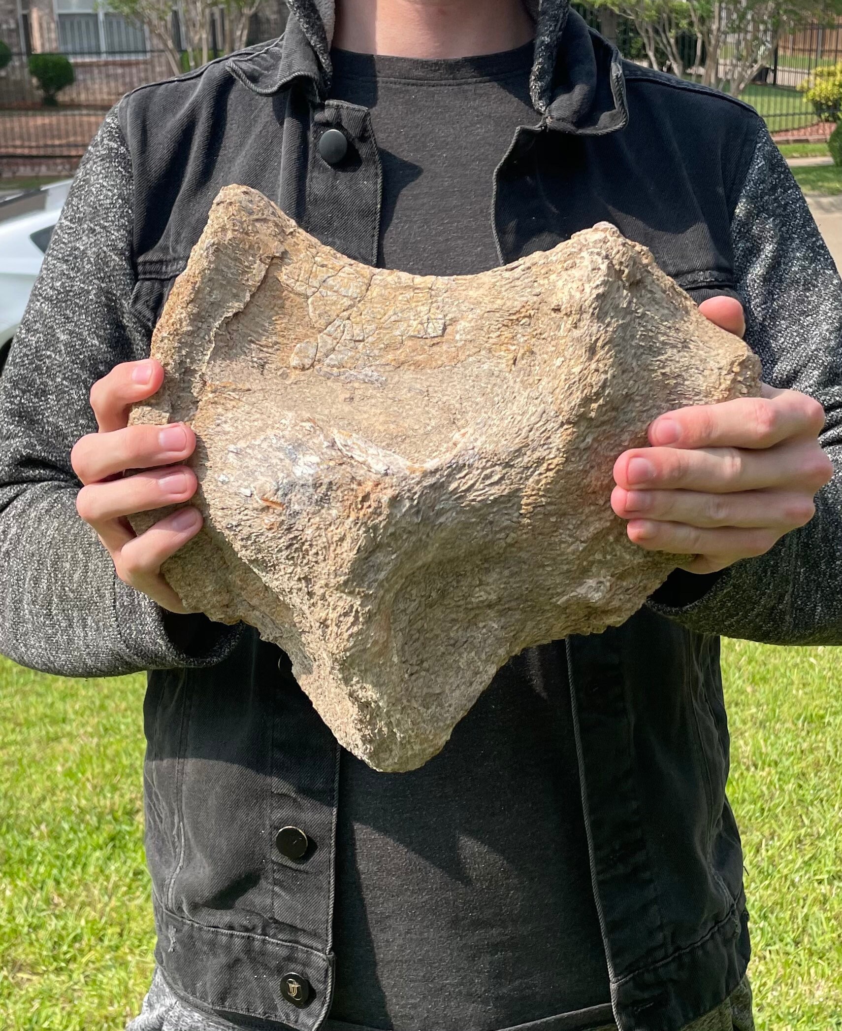 HUGE Atlasaurus Sauropod Vertebrae Dinosaur Bone Cretaceous - Etsy