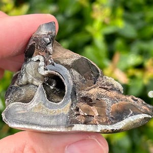 RARE Thailand Fossil Rhino Tooth Aceratherium Miocene Age Rhinoceros ...