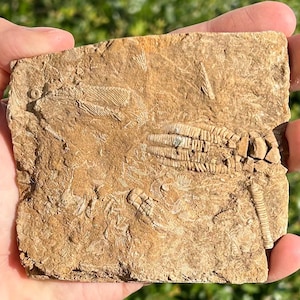 DOUBLE Fossil Crinoids in Matrix Phanocrinus and Pentaramacrinus Bangor ...