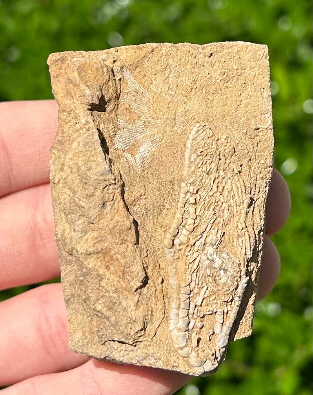 Alabama Fossil Crinoid in Matrix Aphelecrinus Mississippian Age Bangor ...