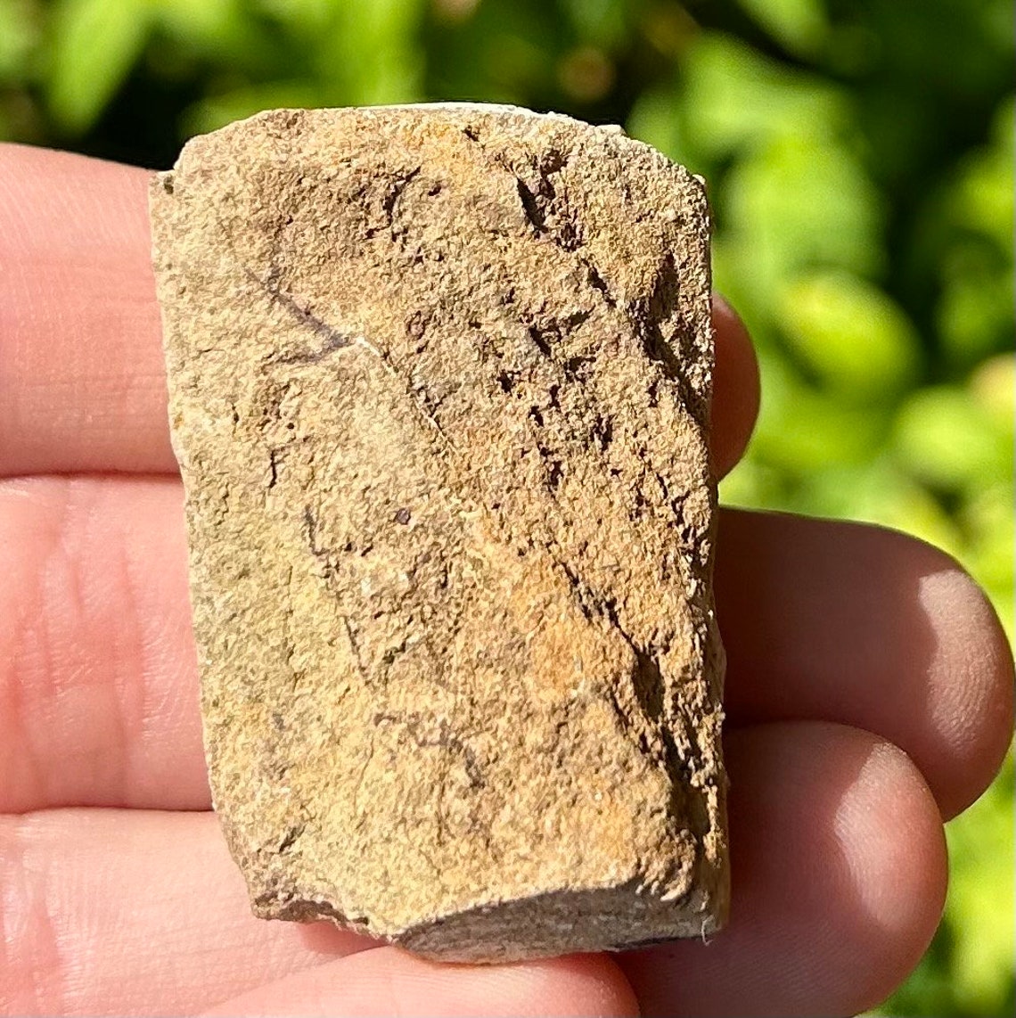 Alabama Fossil Crinoid in Matrix Cymbiocrinus Bangor Limestone ...