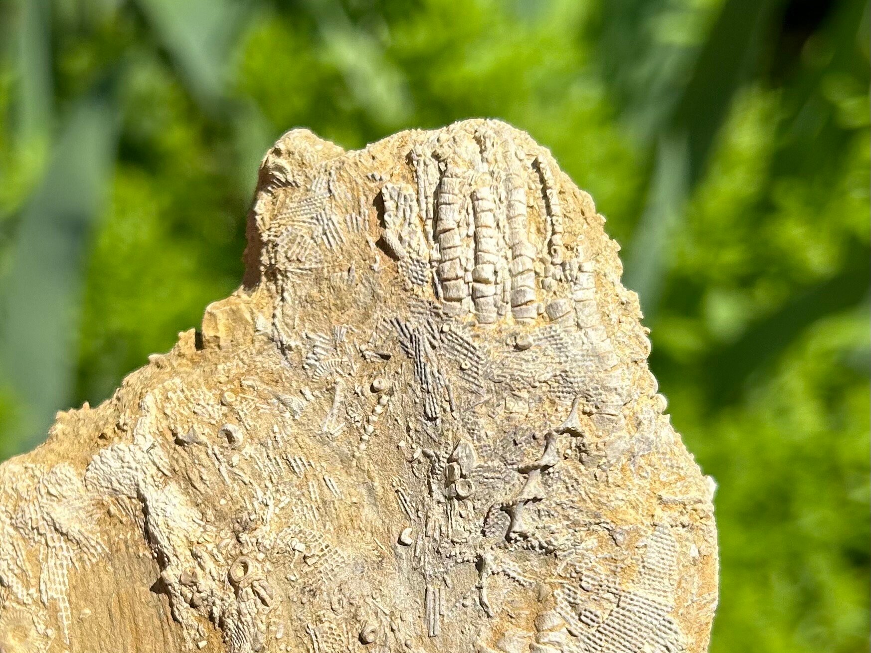 Alabama Fossil Crinoid Fossil in Matrix Oklahomacrinus Alva Bangor ...