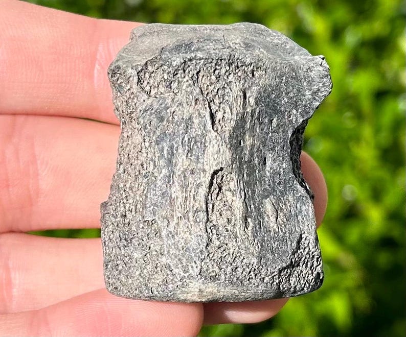 RARE Texas Fossil Smilodon Saber Cat Vertebrae Bone Pleistocene Ice Age ...