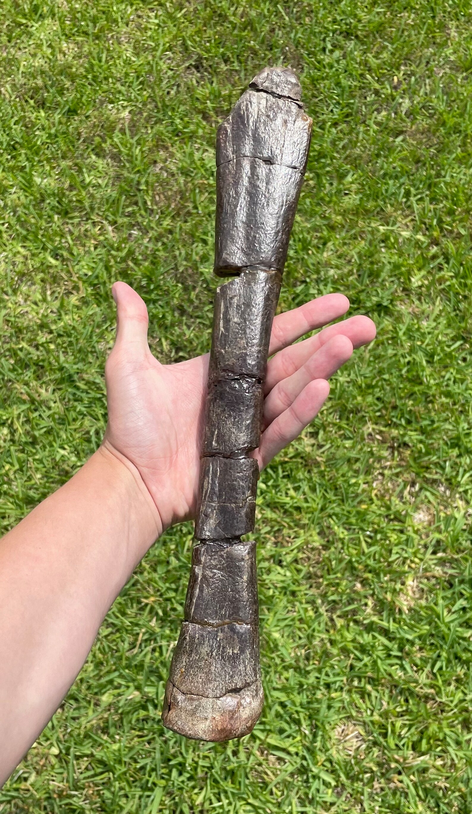 15.4 Montana Fossil Gryposaurus Radius Dinosaur Bone HUGE Rare ...