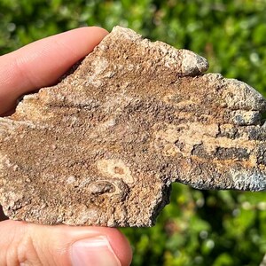 RARE Texas Fossil Mammoth Tooth Partial Pleistocene Age Mammal ...