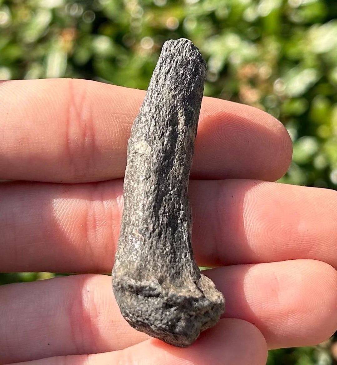 Florida Fossil Deer Antler Mammal Ice Age Pleistocene Bones Odocoileus ...