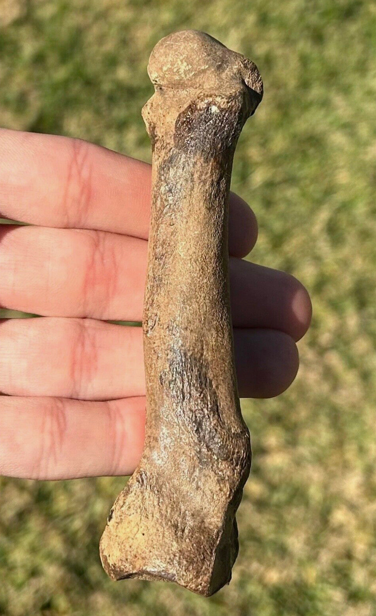 RARE Texas Panthera Atrox Fossil Metacarpal Bone Pleistocene Age ...