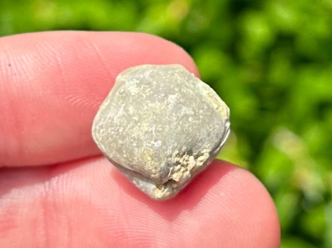 Tennessee Fossil Brachiopod Marista Tennesseensis Silurian Age ...