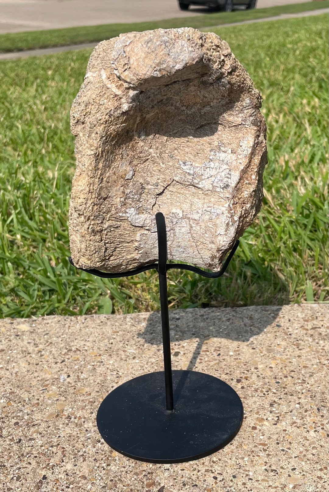 BIG Atlasaurus Sauropod Vertebrae W Stand Dinosaur Bone Cretaceous Age ...