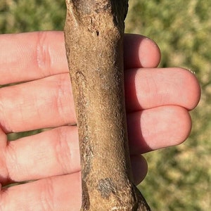 RARE Texas Panthera Atrox Fossil Metacarpal Bone Pleistocene Age ...