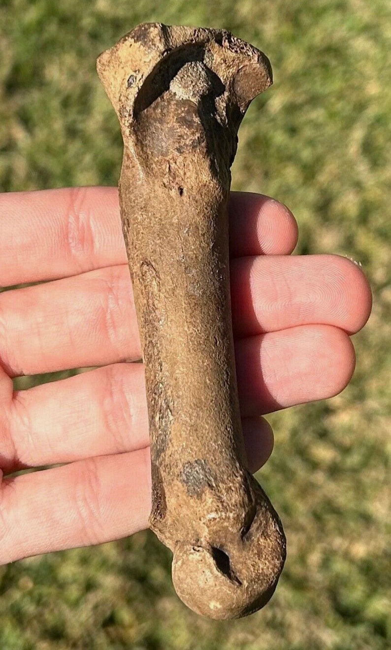 RARE Texas Panthera Atrox Fossil Metacarpal Bone Pleistocene Age ...
