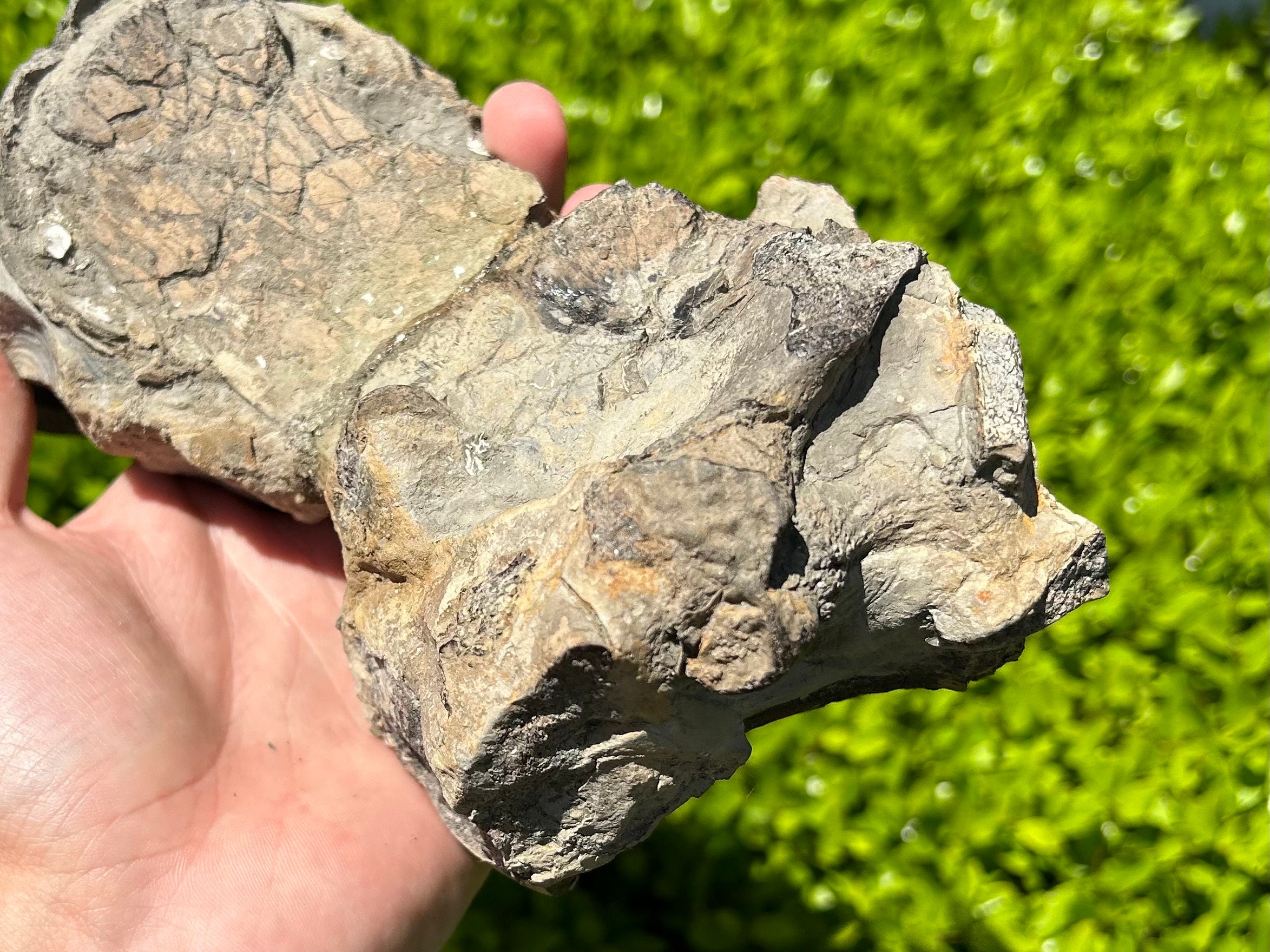 DOUBLE Fossil Mosasaur Vertebrae in Matrix Dinosaur Bones Texas Ozan ...