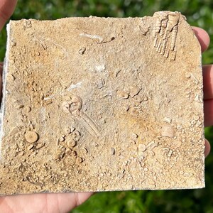 DOUBLE Fossil Crinoids in Matrix Phanocrinus Bangor Limestone Formation ...