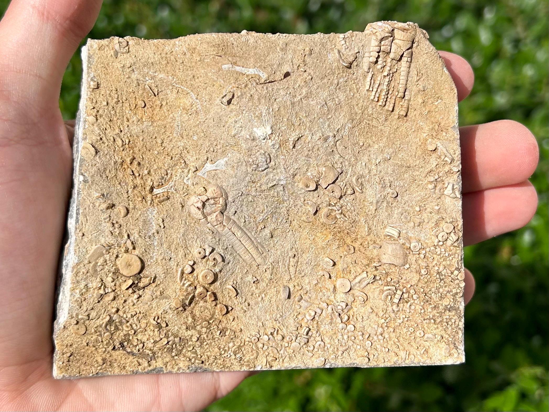 DOUBLE Fossil Crinoids in Matrix Phanocrinus Bangor Limestone Formation ...