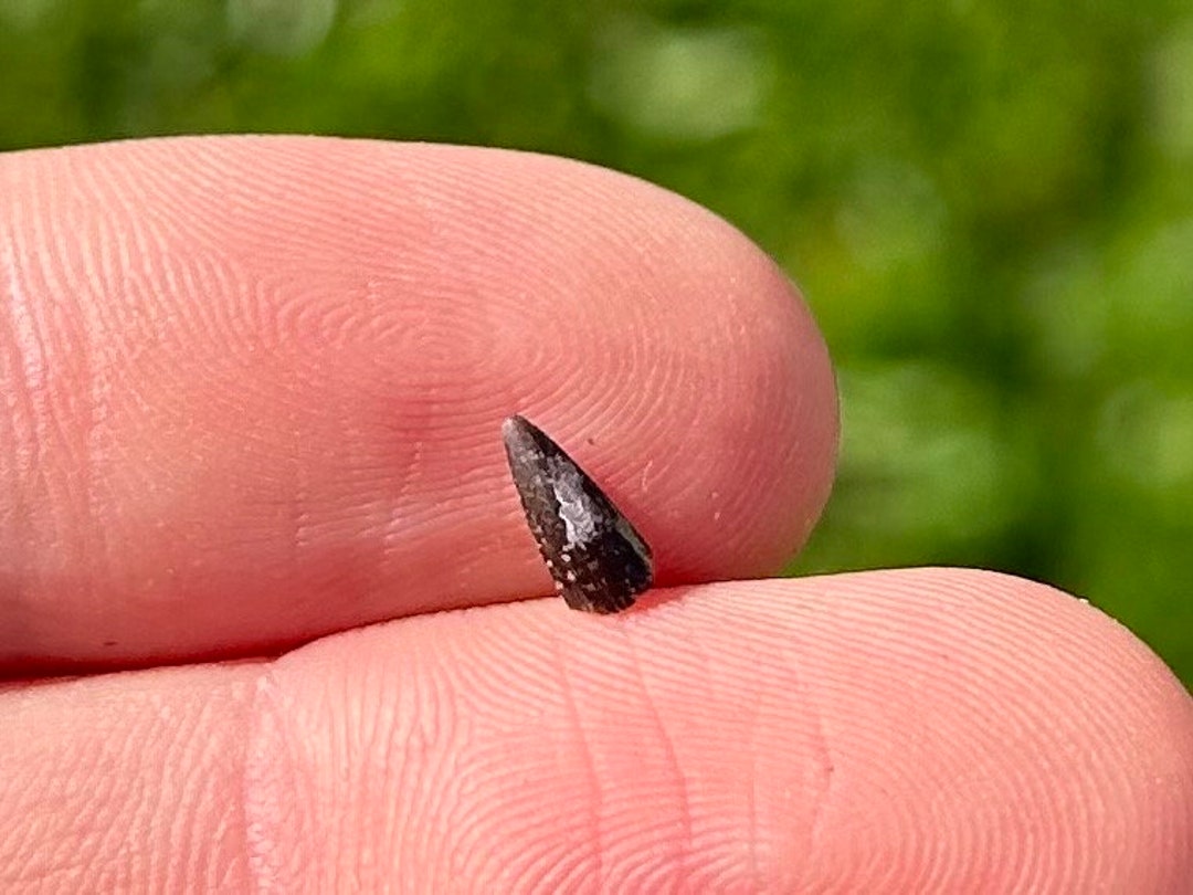 Eryops Tooth Fossil Permian Amphibian Waurika Oklahoma Dinosaur Tooth ...