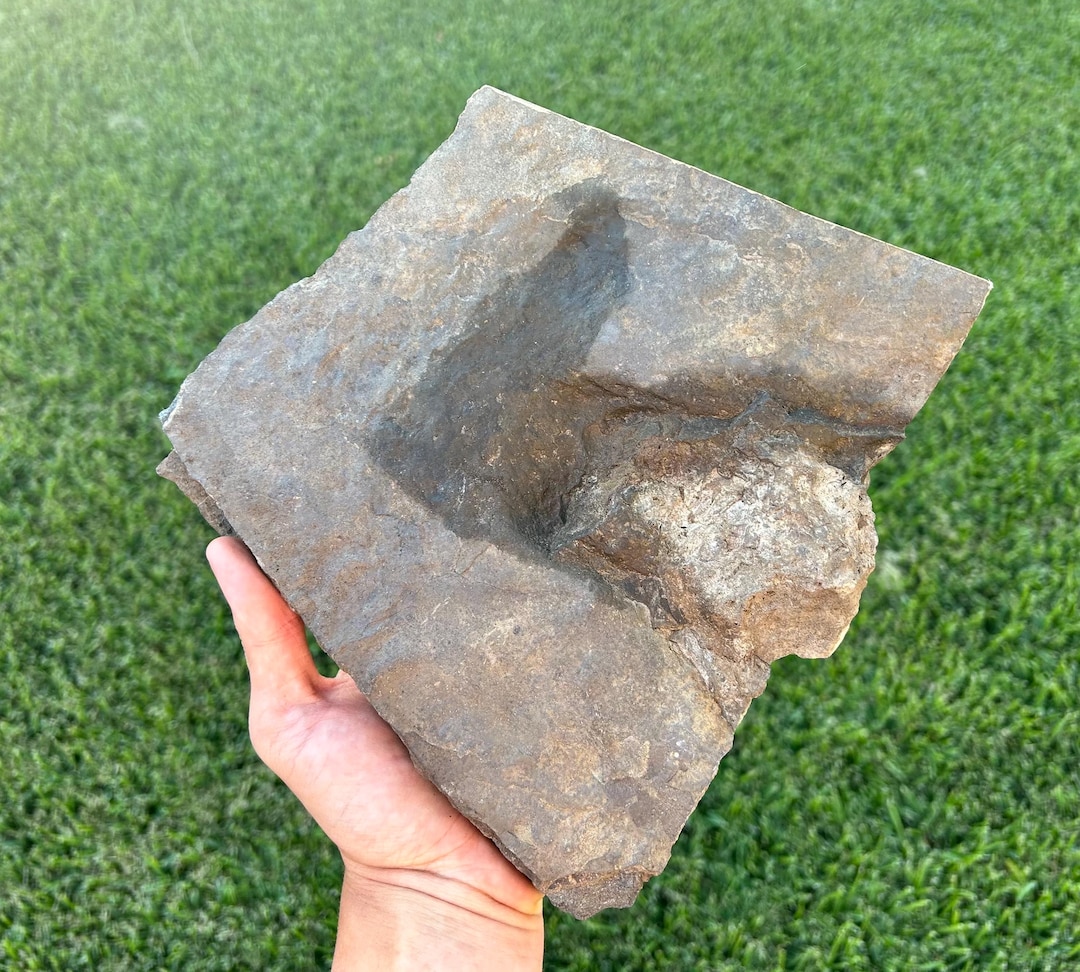 Large Fossil Dinosaur Footprint Theropod Grallator Massachusetts ...