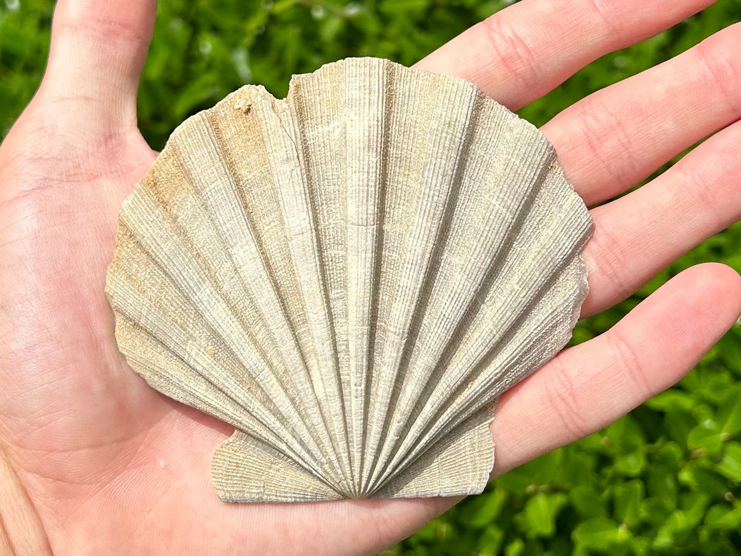 BIG Fossil Pecten Chesapecten Jeffersoni Pliocene 3.6 Scallop Bivalve ...