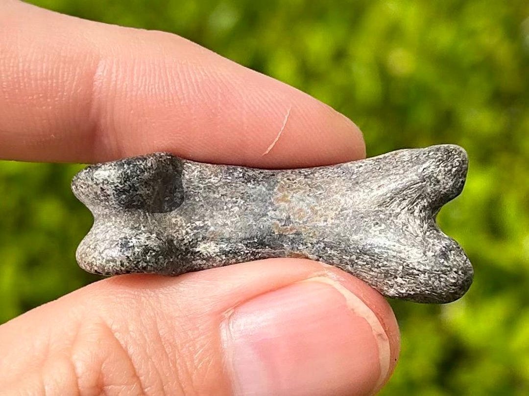 RARE Texas Fossil Dire Wolf Toe Bone Phalanx Pleistocene Ice Age Mammal ...