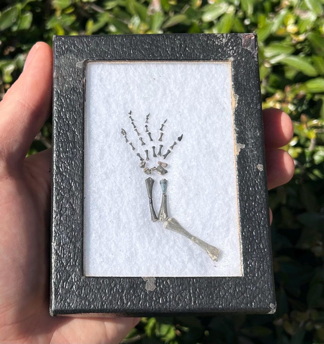 RARE Fossil Mycterosaurus Leg and Foot Permian Dinosaur Bones Reptile ...