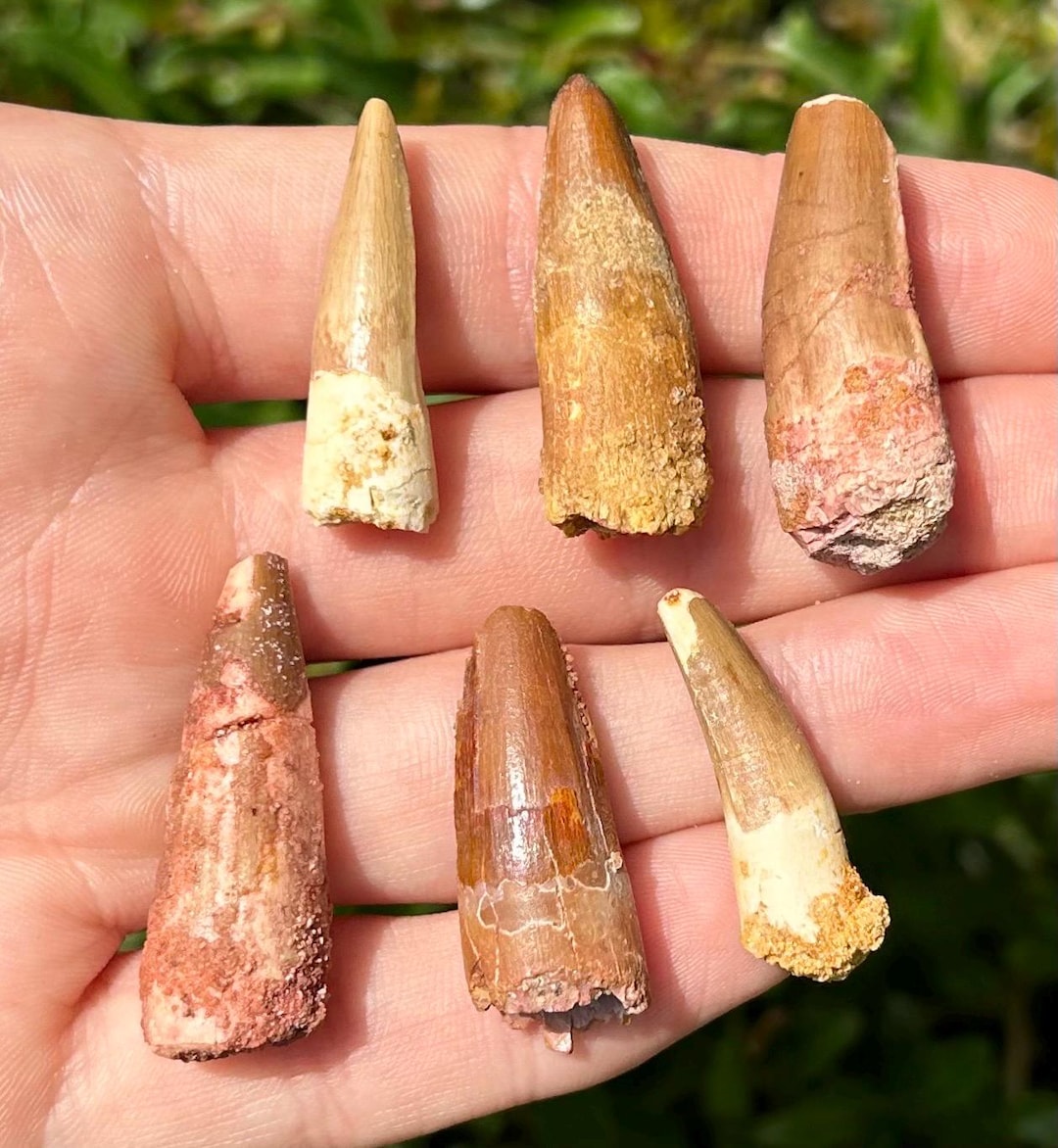 Spinosaurus Dinosaur Teeth Fossils LOT OF 6 Kem Kem Theropod Tooth ...