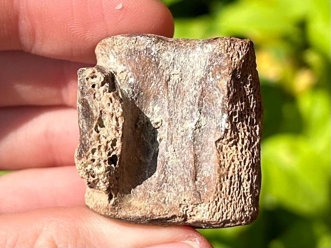 RARE Texas Fossil Smilodon Saber Cat Vertebrae Bone Pleistocene Ice Age ...