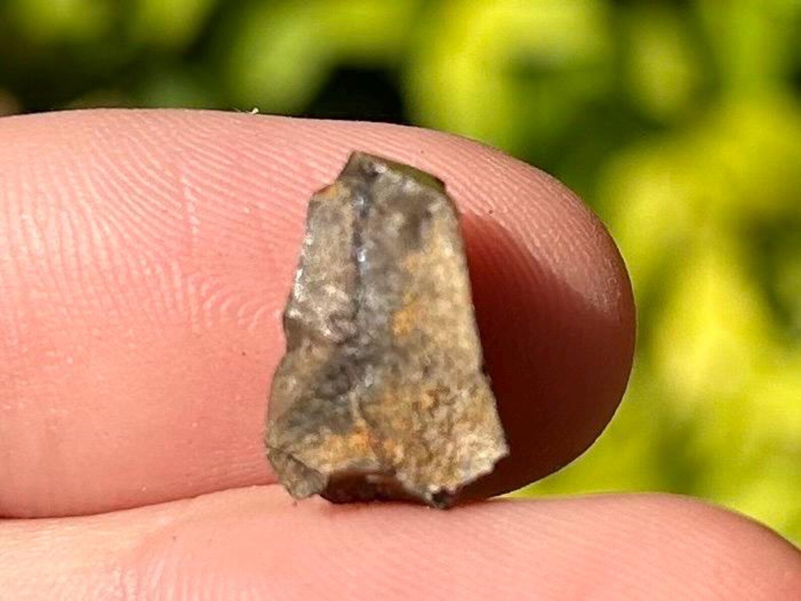 RARE Iguanodon Dinosaur Tooth Fossil Hastings UK Cretaceous Age Dino ...