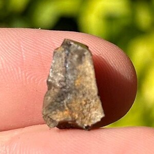 RARE Iguanodon Dinosaur Tooth Fossil Hastings UK Cretaceous Age Dino ...