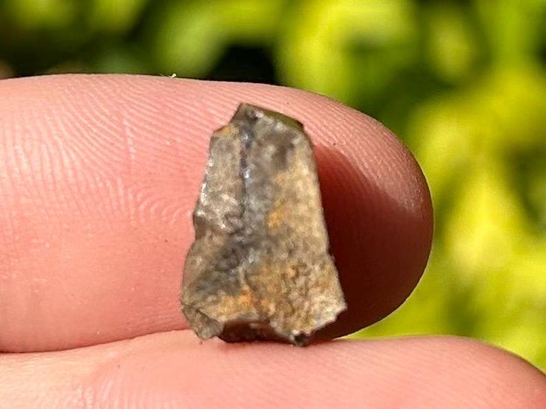 RARE Iguanodon Dinosaur Tooth Fossil Hastings UK Cretaceous Age Dino ...