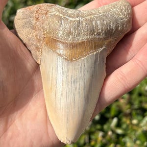 RARE Moroccan Megalodon Sharks Tooth Fossil 4.09” Dakhla Morocco Shark ...
